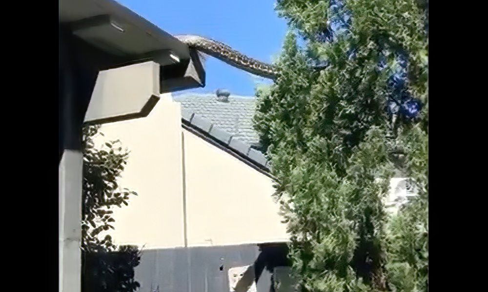 ‘Huge, huge’ python shown slithering from rooftop to…