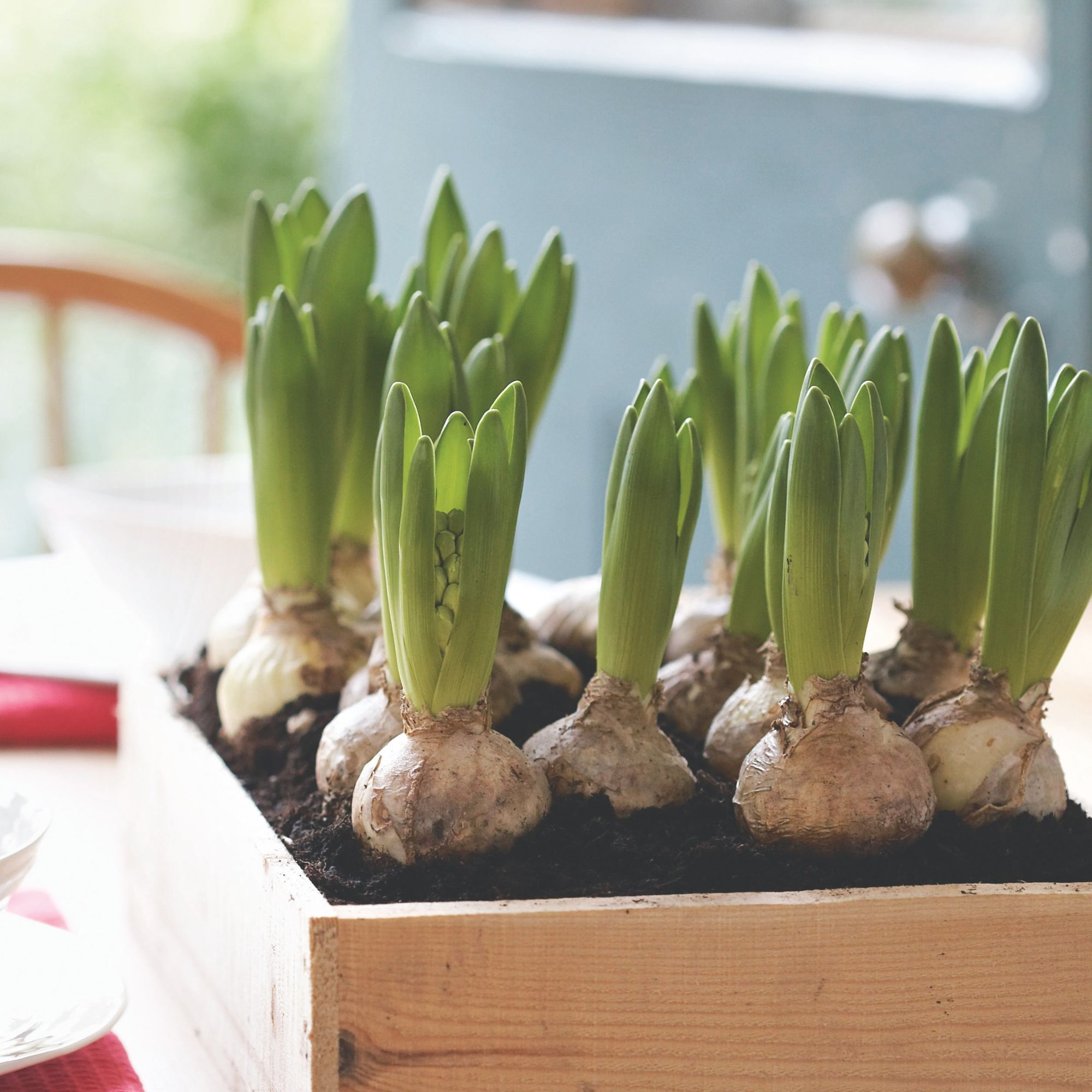When to plant hyacinth bulbs for bold spring blooms