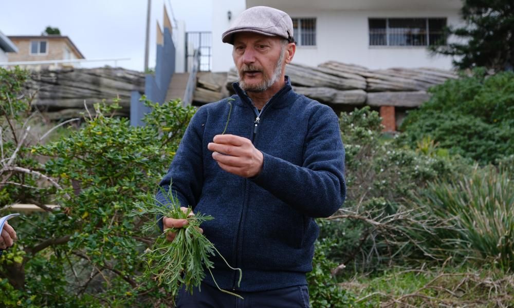 ‘Freaky’: Australia’s foraging community shocked after…