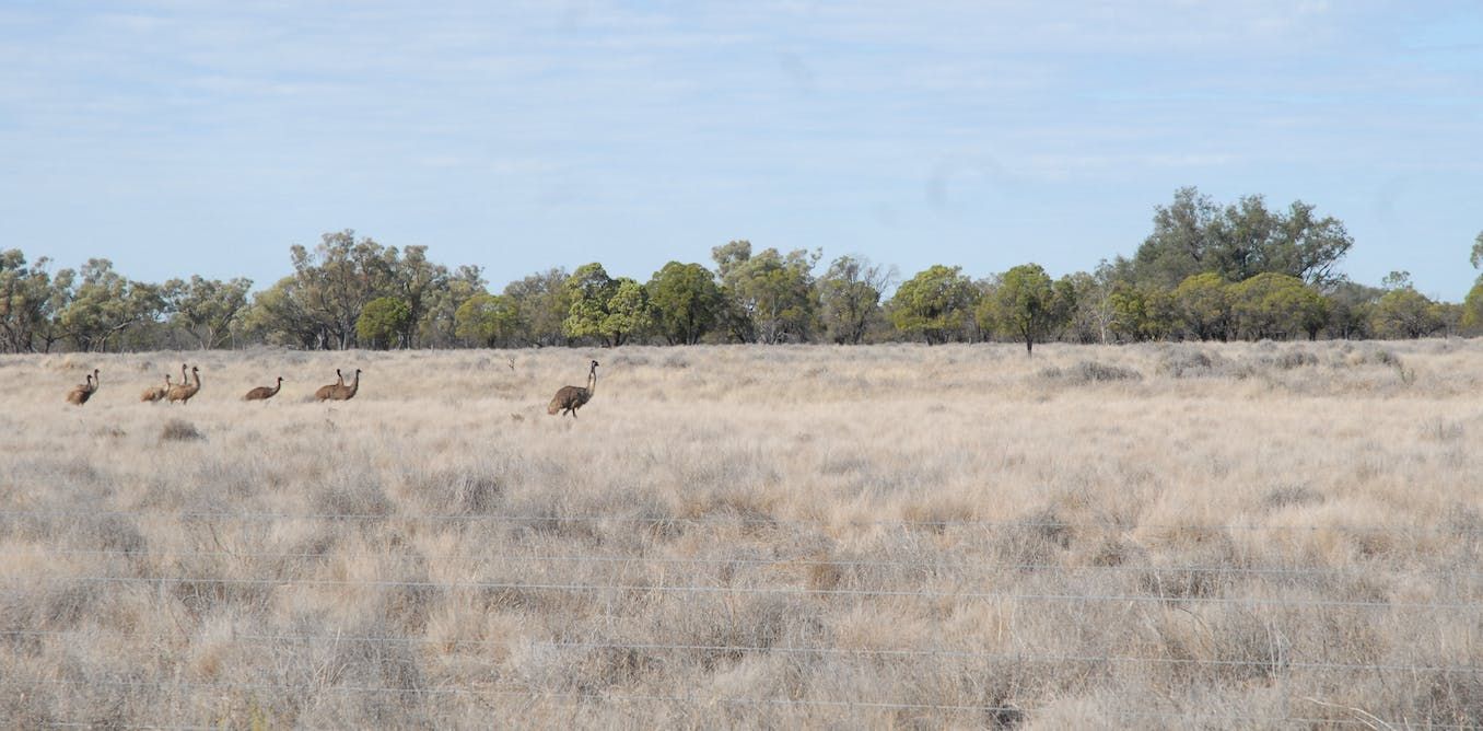 'Emu Men': a new way to recognise and celebrate…