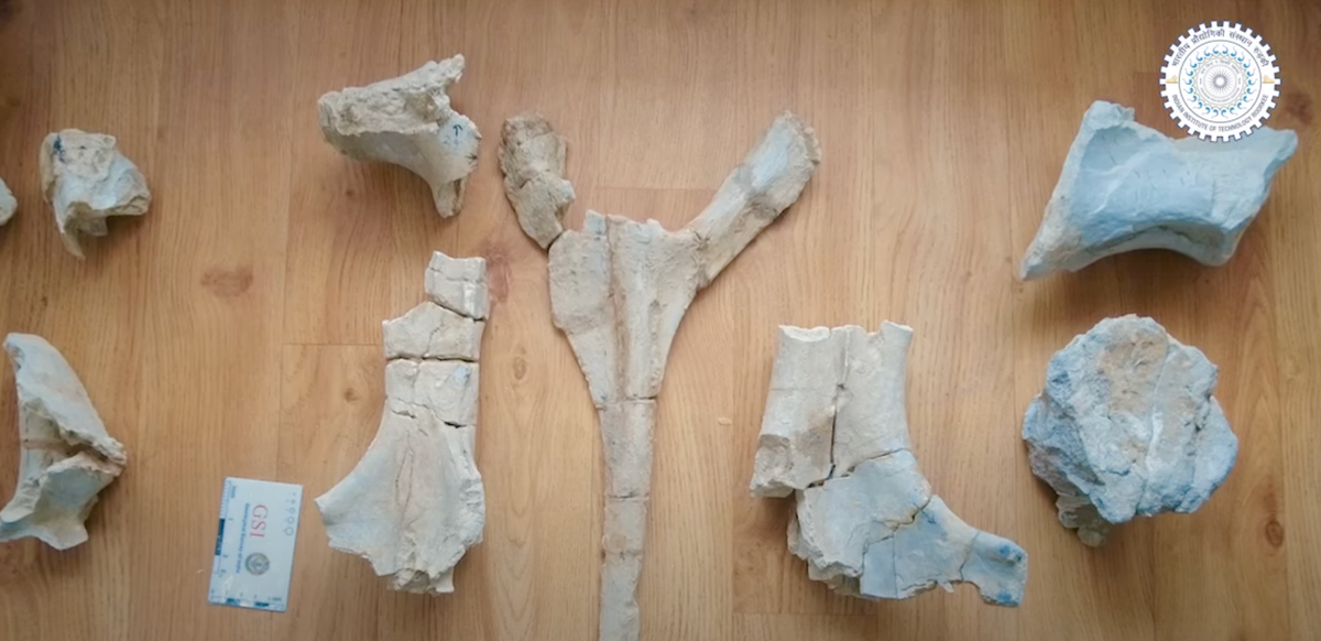 Newly Unearthed Long Necked Dinosaur Fossils Reveal…