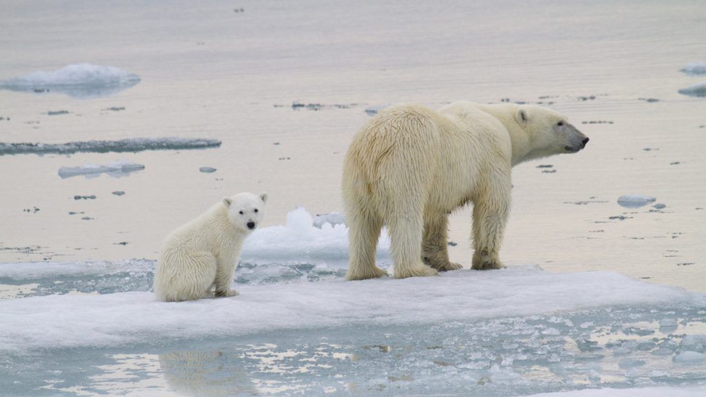 Polar Bear Population Decline Linked To Greenhouse Gas…