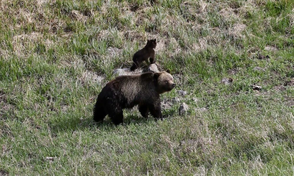 Montana angler kills grizzly bear north of Yellowstone