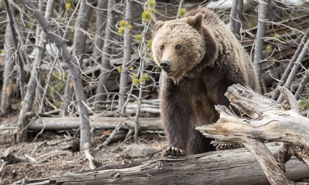 Yellowstone-area grizzly bear linked to fatal mauling…