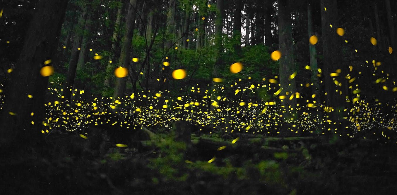 Fireflies, brain cells, dancers: new synchronisation…