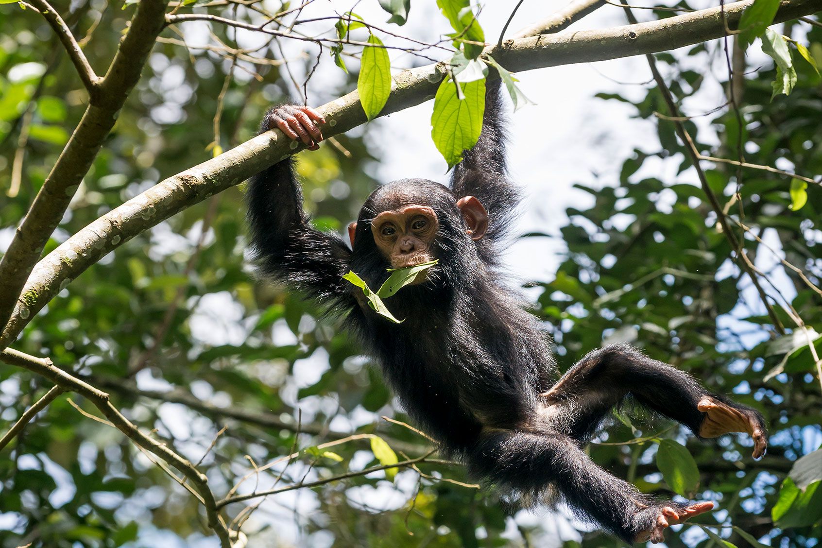 What ape elbow evolution says about us