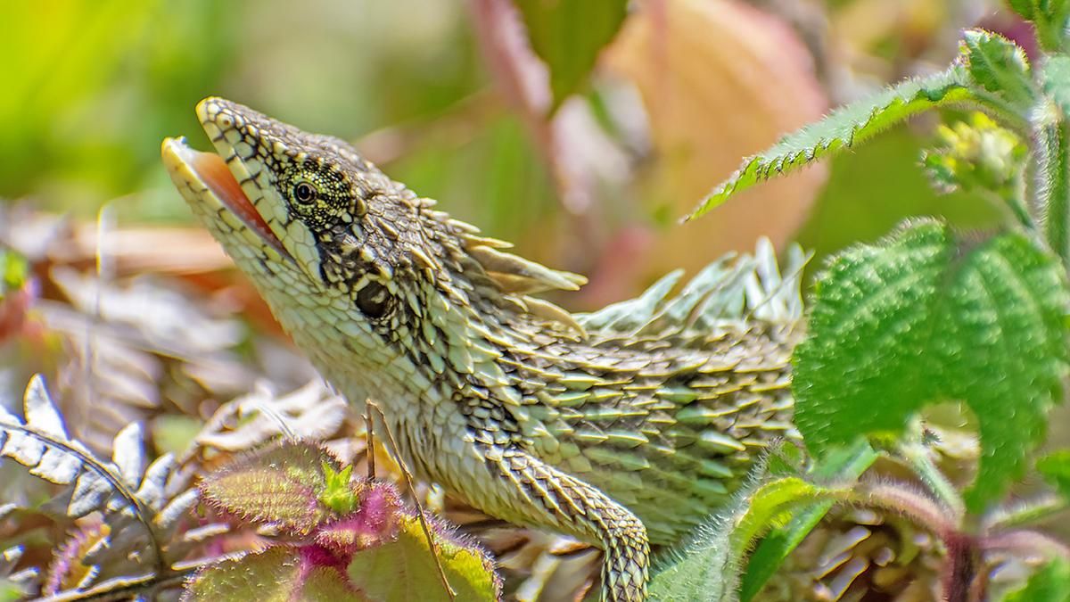 67 species of reptiles, 59 amphibians recorded in…