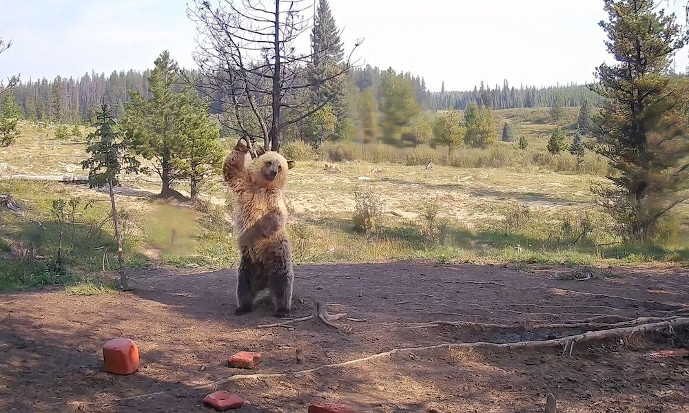 Watch: Suspenseful grizzly bear approach features…