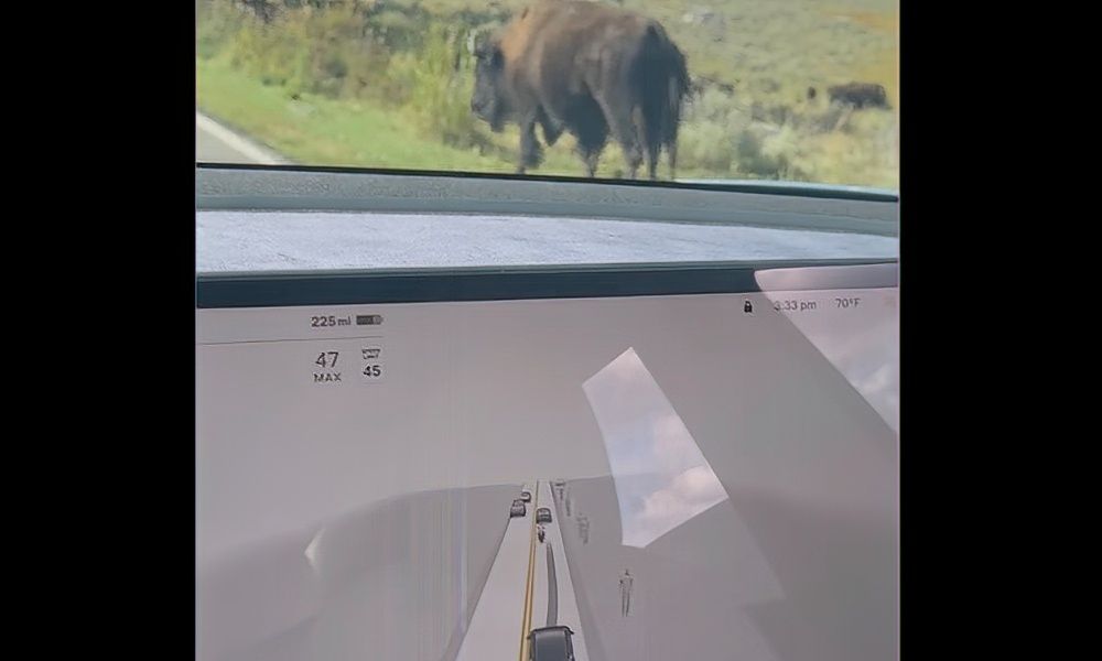 Yellowstone bison perceived as ‘people and dogs’ by…
