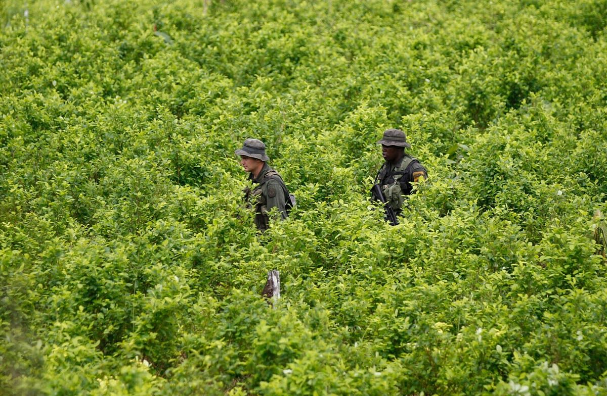 UN says Colombia's coca crop at all-time high as…