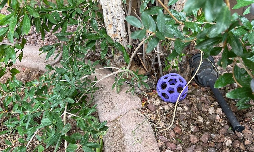 Can you spot the hiding rattlesnake? The homeowner’s…