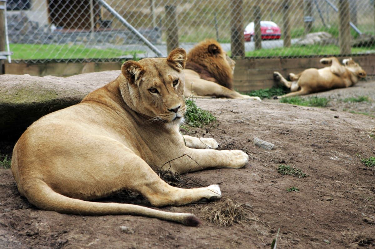 The dark twists and crazy turns of Whangārei's big cat…