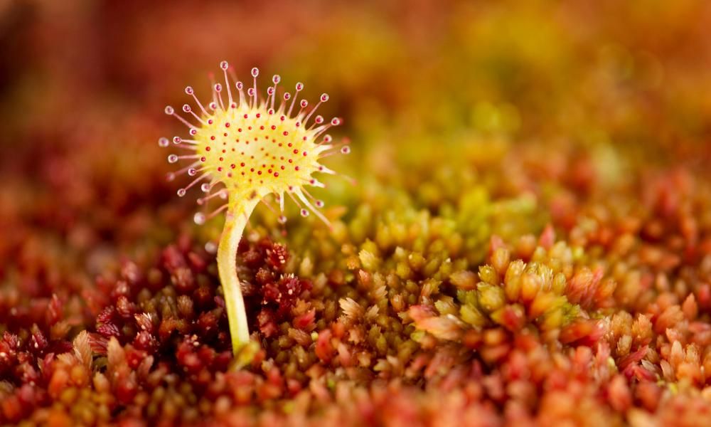 Carnivorous plants return to Lancashire peatland after…