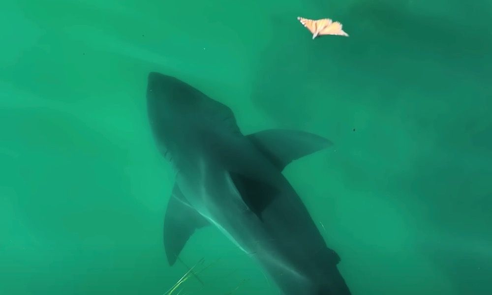 Watch: Seal pesters shark, and a shark shares time…