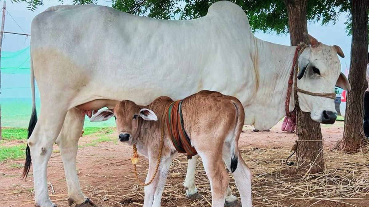 Conservation of Ongole breed of cattle gets a fillip,…