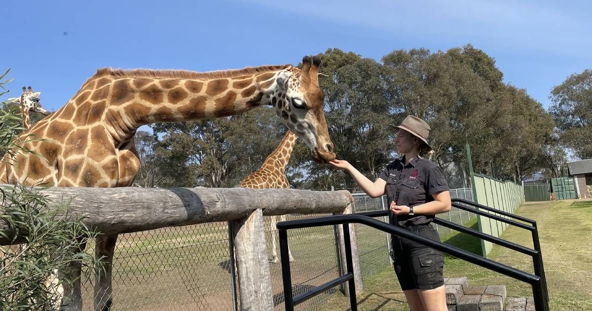 Meet the giraffes at Hunter Valley Wildlife Park