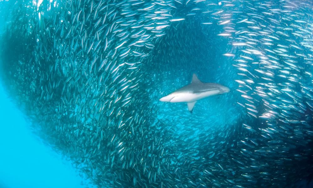 Five amazing ocean sites to make the first protected…
