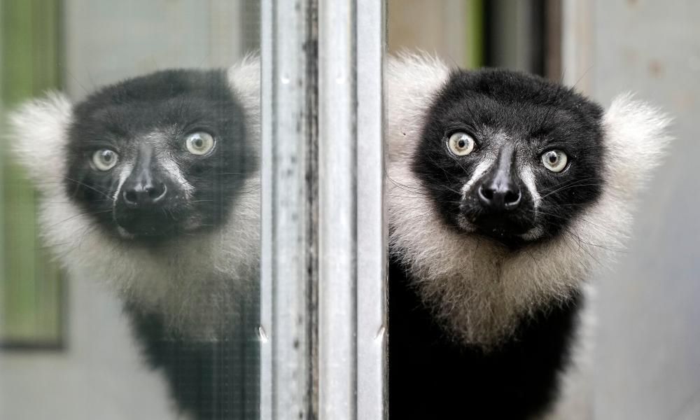 Lemur eludes law enforcement before throwing in the…