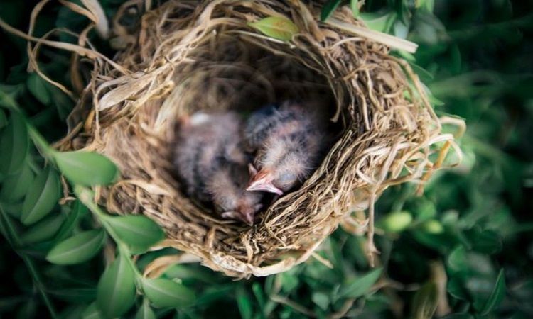 Ground-nesting birds design their nests to hide from…