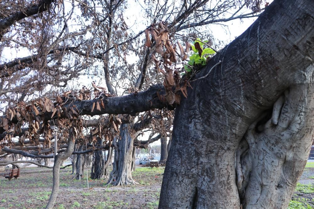 ‘Symbol of hope’: Lahaina’s beloved banyan shows new…