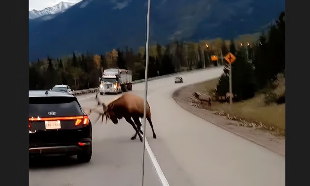 Watch: Angry bull elk delivers stern warning to Jasper…