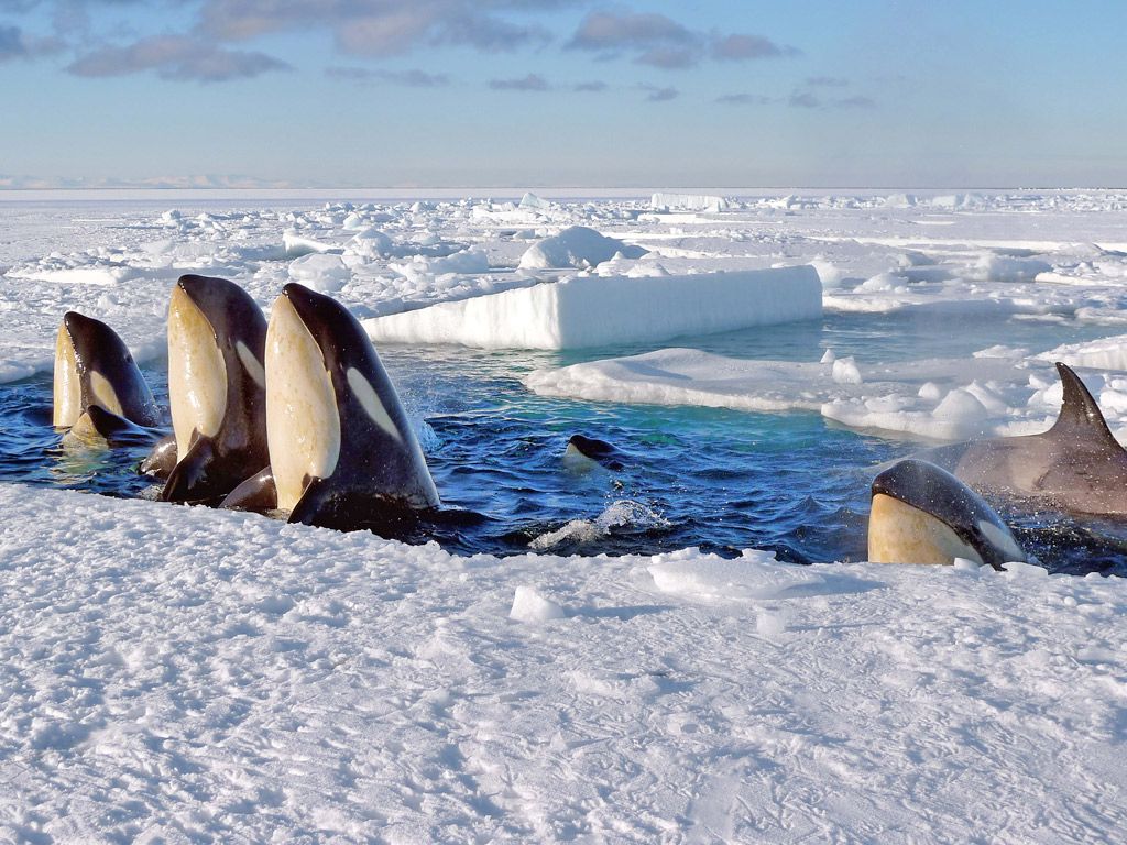 Rare white orca spotted off Russian islands