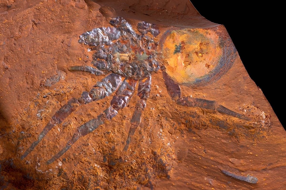 Exceptionally well-preserved ‘giant’ spider fossil…