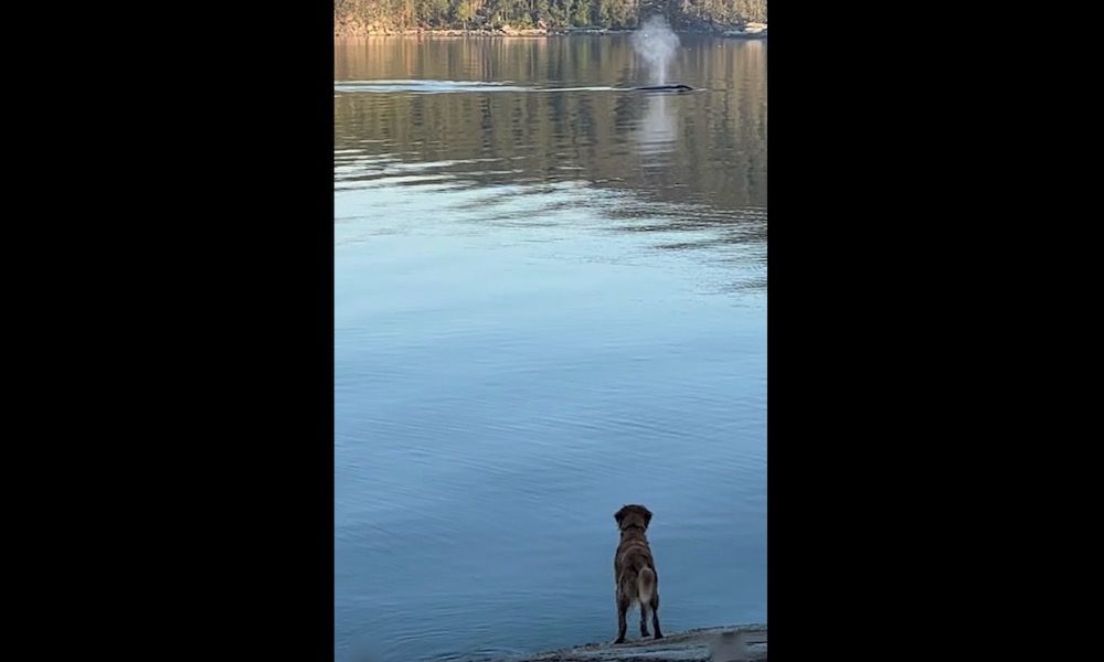 Watch: Two whales and a dog share a ‘magical moment’