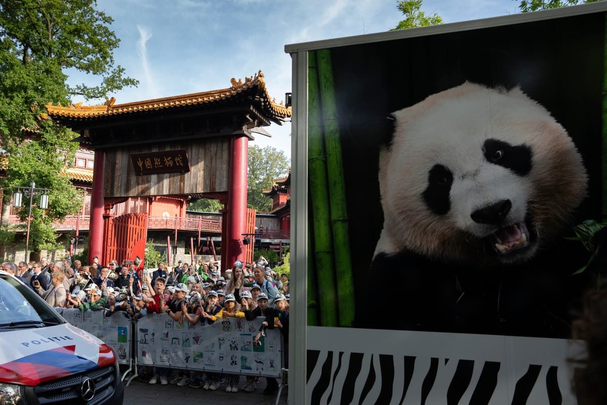 Giant panda Fan Xing leaves a Dutch zoo for her home…