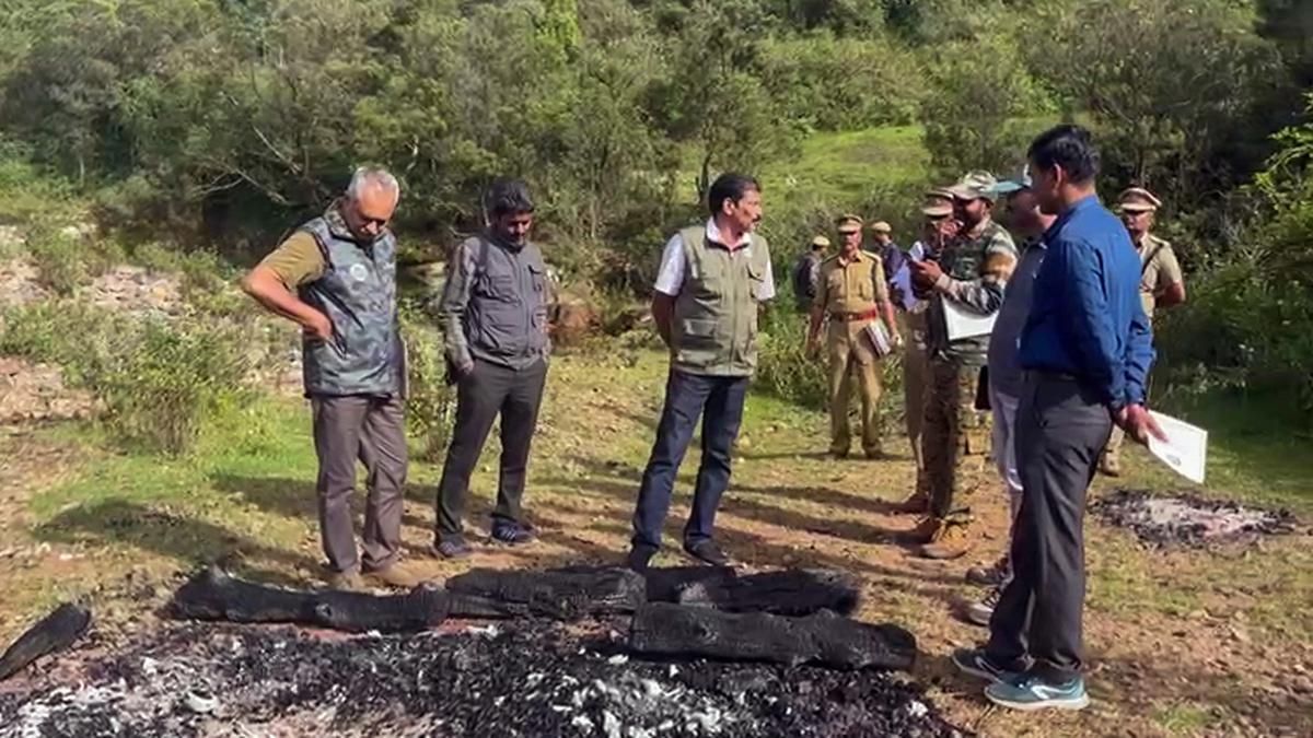 Explained | Why are tigers dying in Nilgiris district?