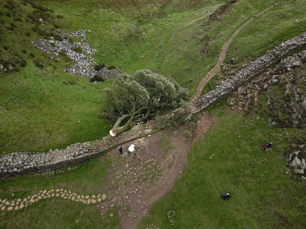The Sycamore Gap Tree in pictures as nature lovers…