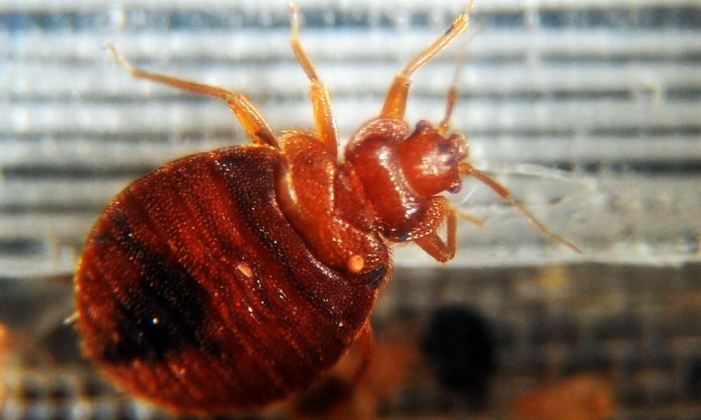 Bedbug crisis sparks political row in Paris as insect…