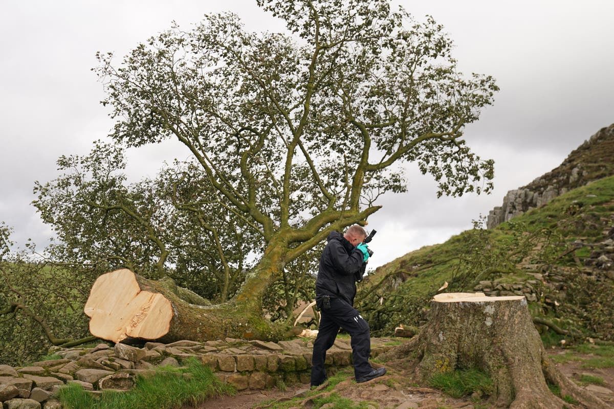 Sycamore Gap tree: ‘Minutes to cut down and centuries…