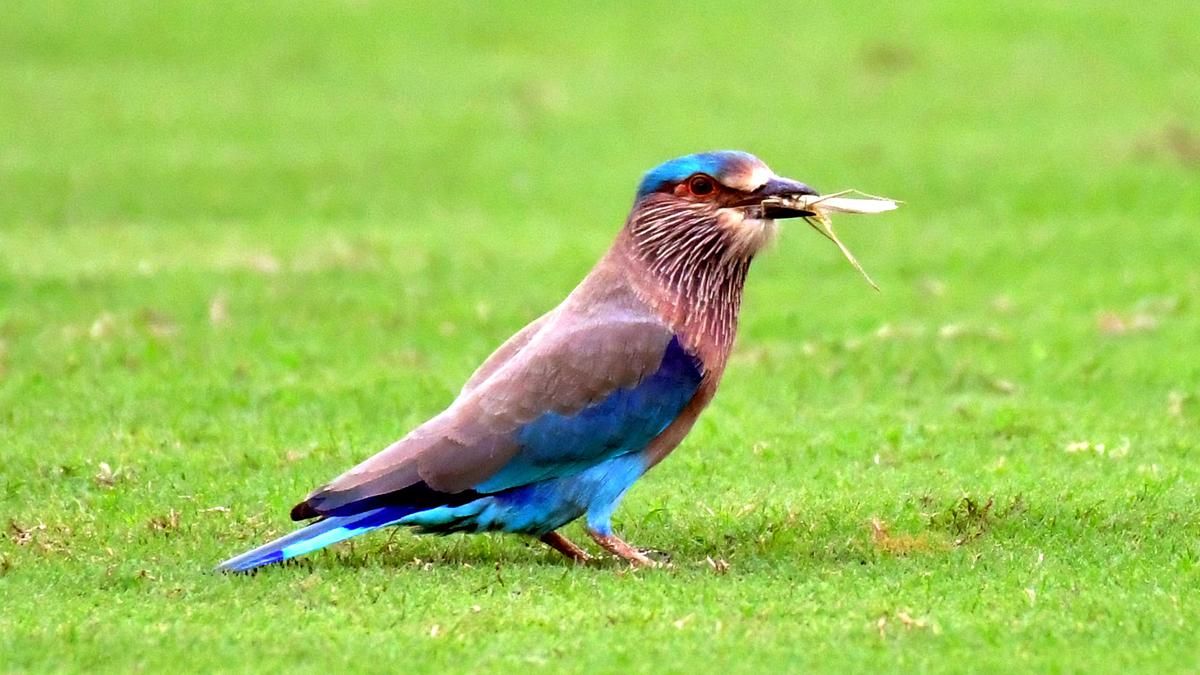 As many as 86 bird species found in Tamil Nadu found…