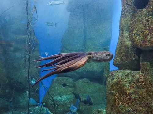 Scientists Finally Discovered The Mystery of the…