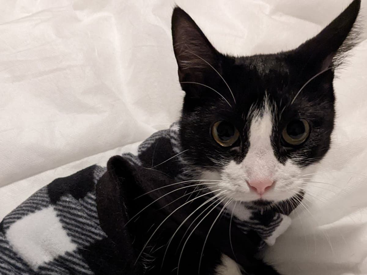 Cat owner reunited with pet Tux after emotional Lyft…