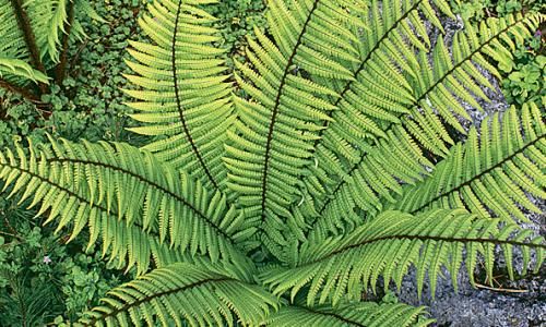 Plant of the week: Alpine wood fern