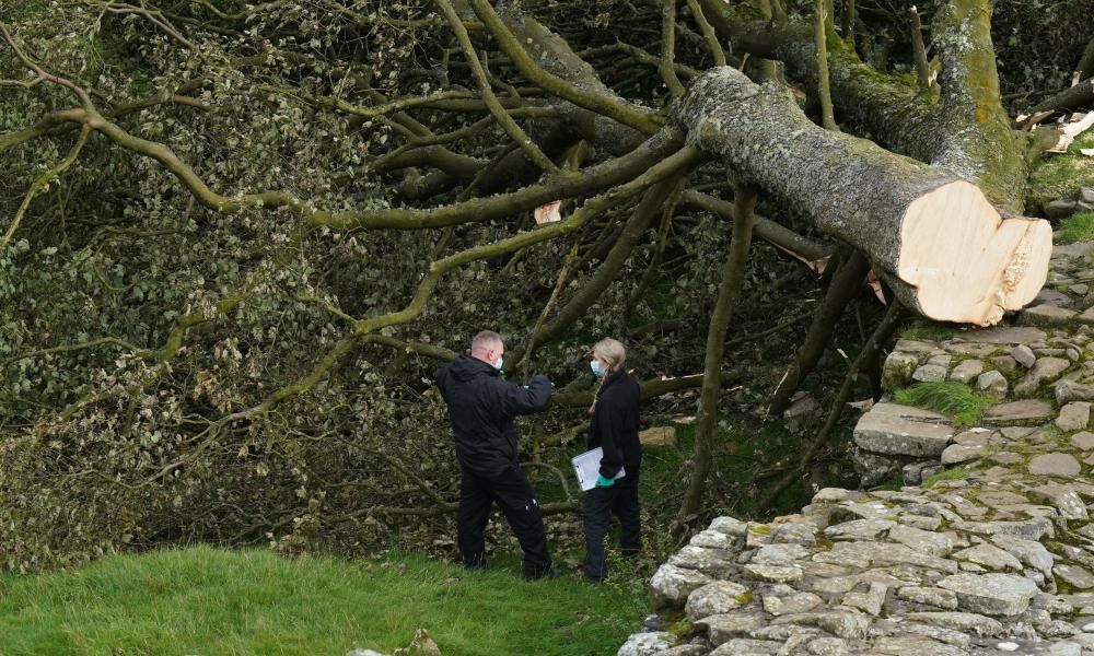 Felling of Sycamore Gap tree damaged Hadrian’s Wall,…