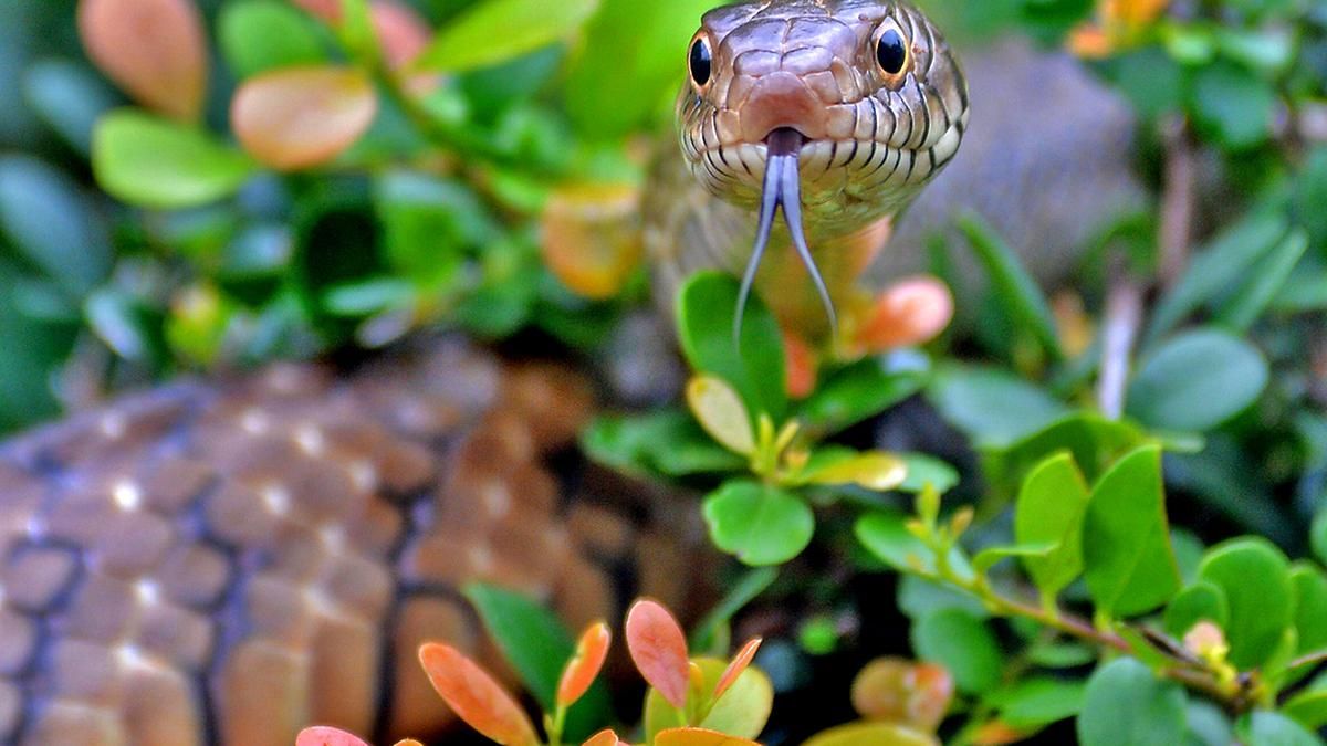 First fossilised snake traces discovered in South…