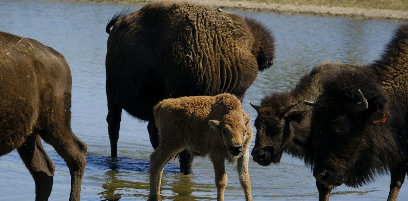 Bison are sacred to Native Americans − but each tribe…