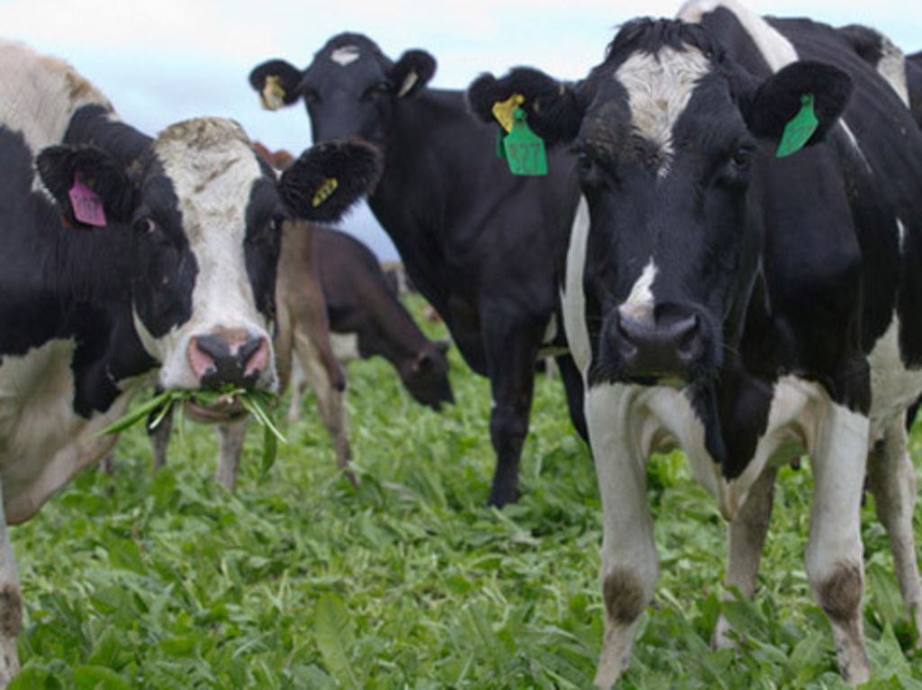 Jamie Mackay's From the Lip - ruminant ruminations and…