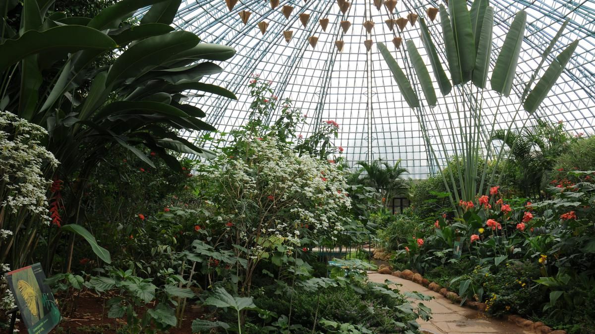 8,671 butterflies released in BBP’s Butterfly Park…
