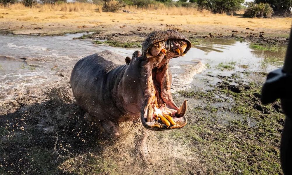 Watch: Angry hippo charges, takes bites out of safari…