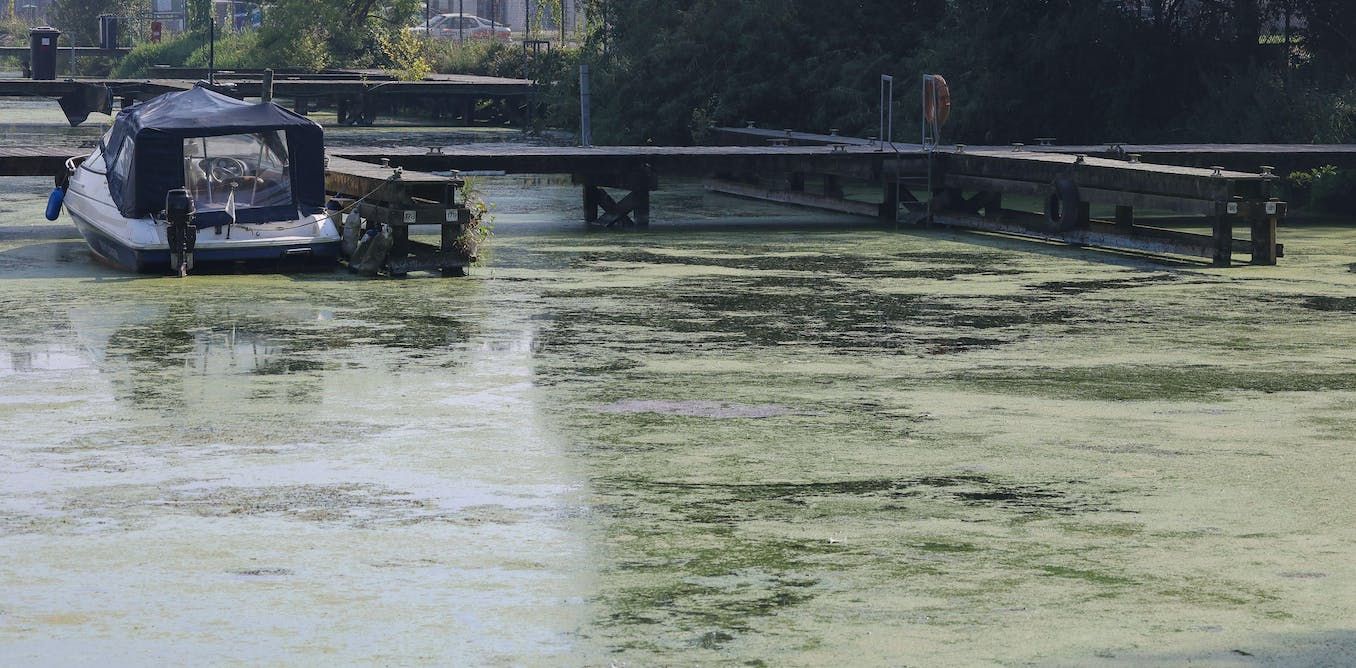 Lough Neagh: UK and Ireland's largest lake is being…