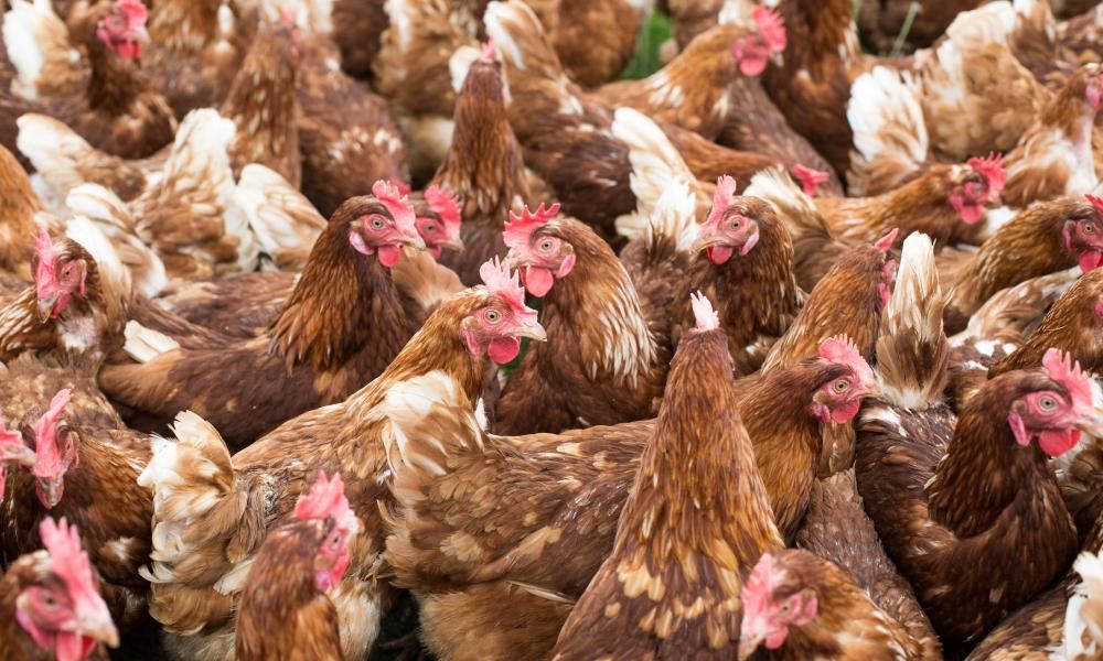 World’s first flu-resistant chickens could pave way…