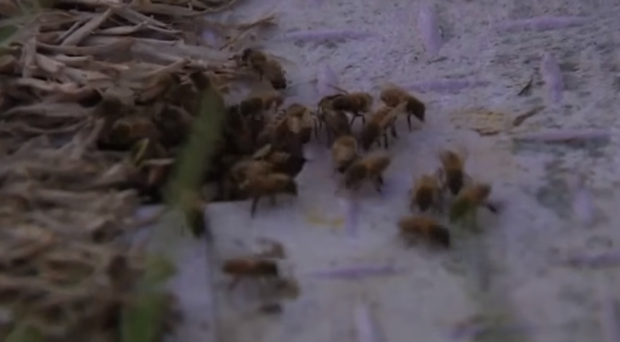 WATCH: Three hospitalised as swarm of angry bees…