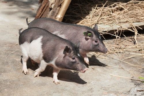 A Monkey Survived Two Years With A Pig Kidney — Are…