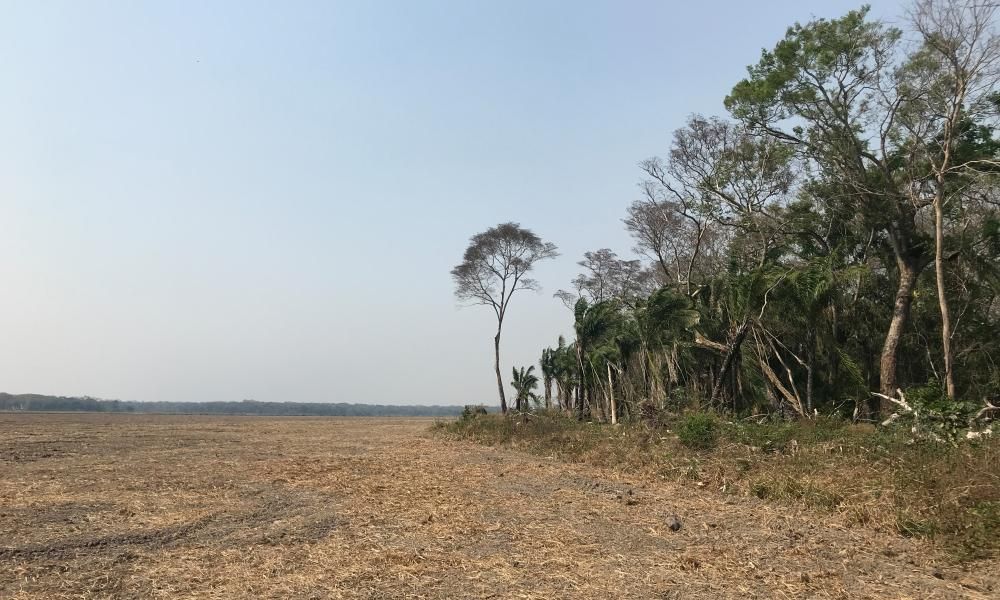 Deforestation in Bolivia has jumped by 32% in a year.…