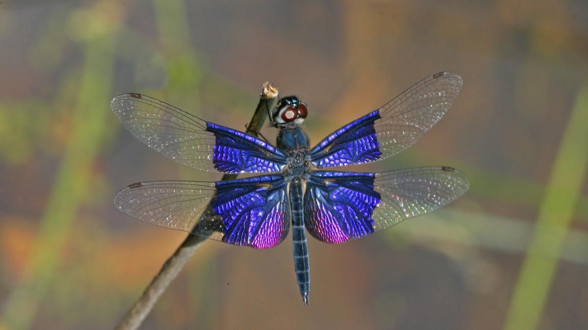 Dragonfly: The faces of wetlands in India