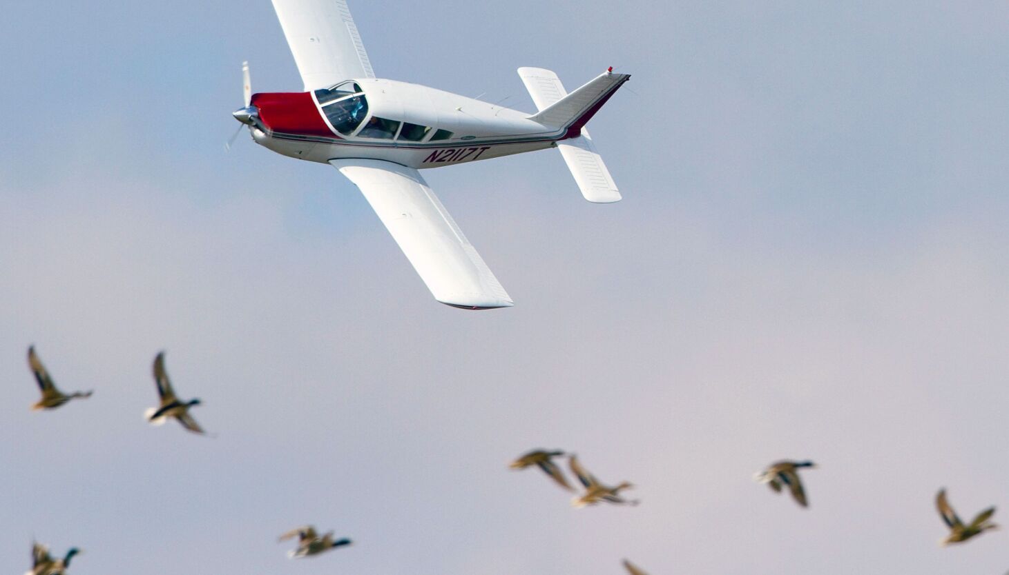 Aerial waterfowl survey shows more ducks than usual on…